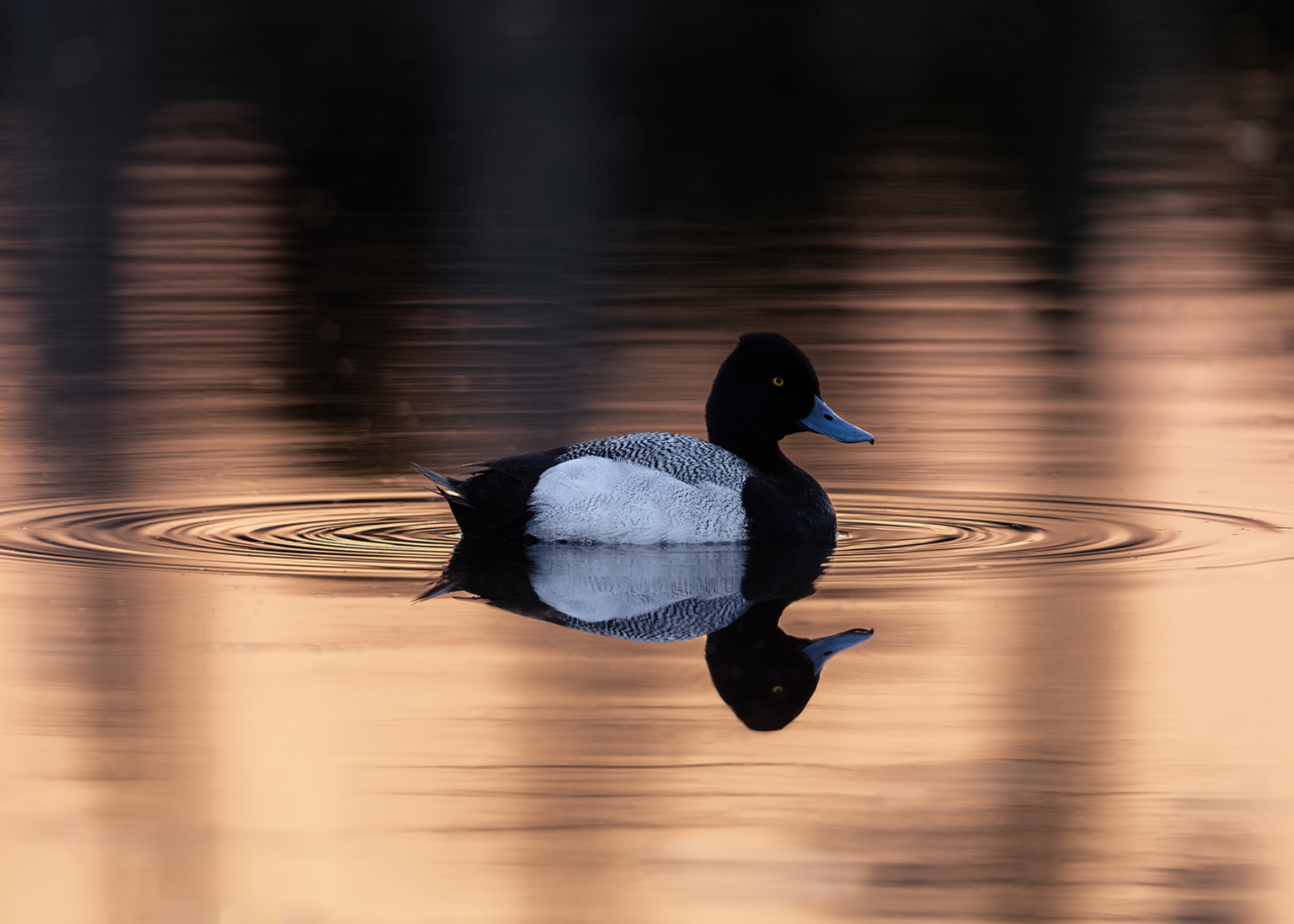 Home | Northern Arts & Cultural Centre