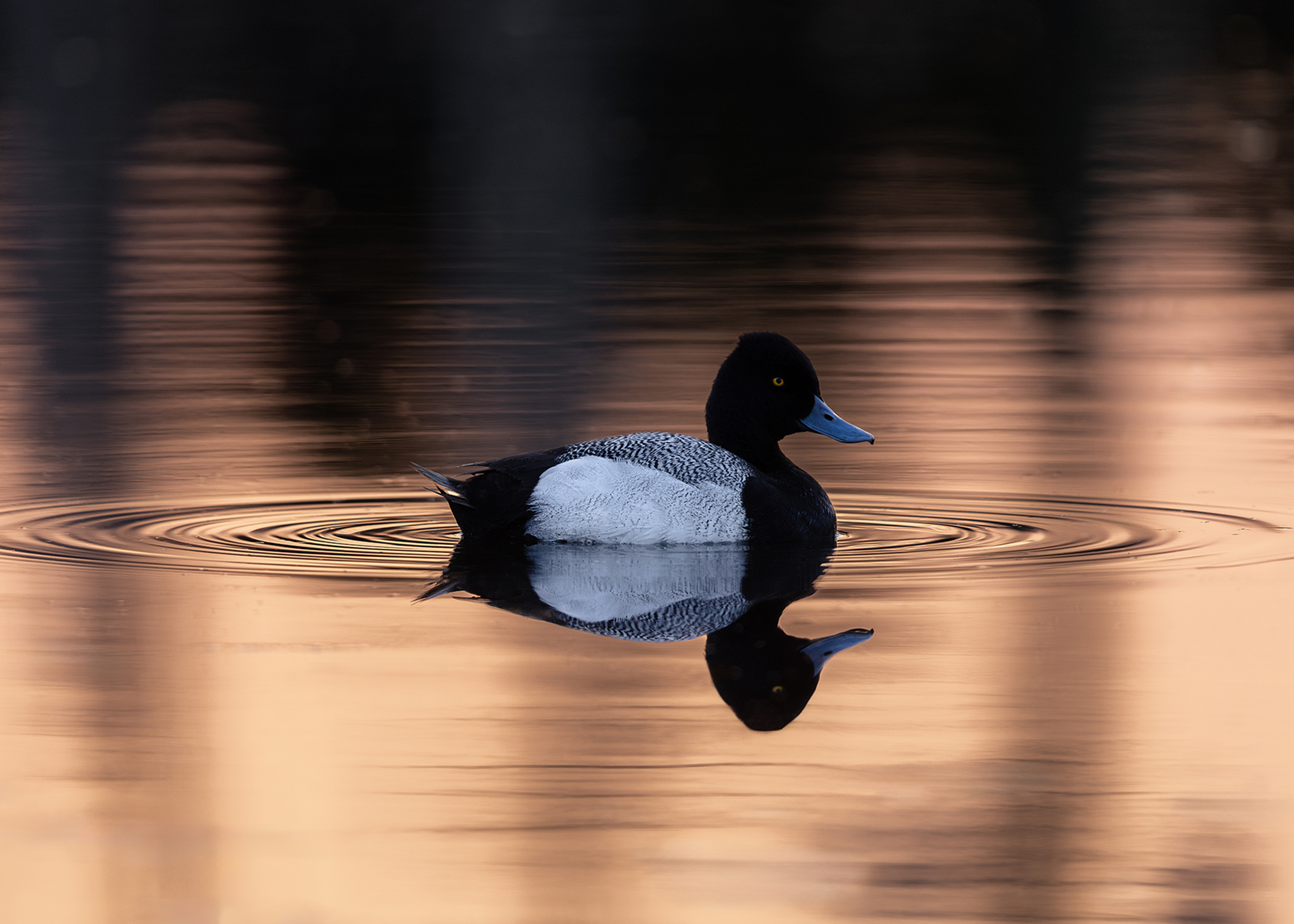 NOVEMBER 2024: Jonathan Gillingham | Northern Arts & Cultural Centre